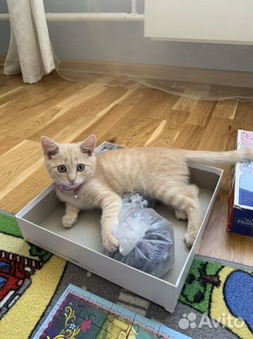 Котенокв добрые руки