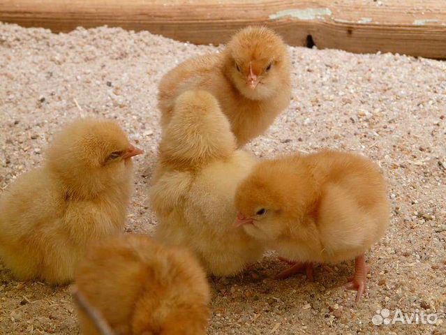 Цыплята Кобб 308