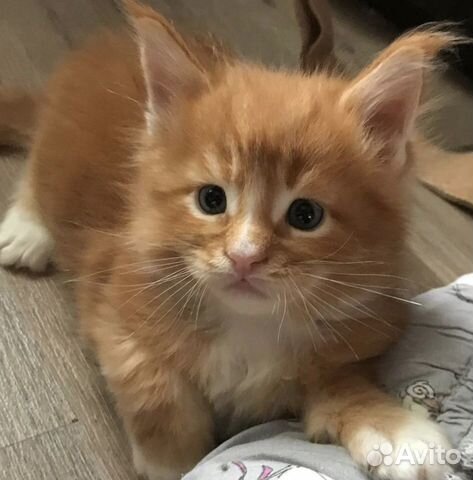 Возьму рыжего котенка