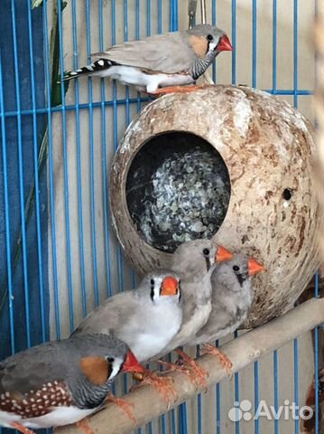 Зебровые амадины