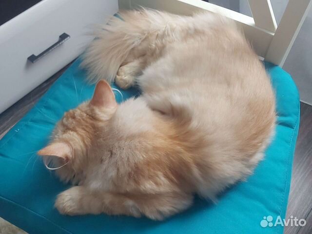 Отдам в добрые руки котёнка