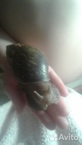 Улитки ахатины