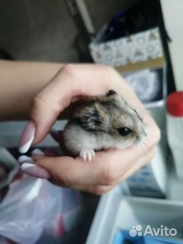 Джунгарский хомяк с клеткой