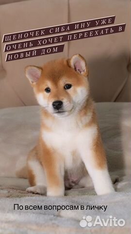 Щенок сиба ину (шиба ину). Кобель. 22.03.2021