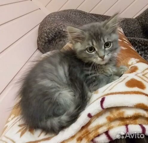 Светло-серый котик Дым