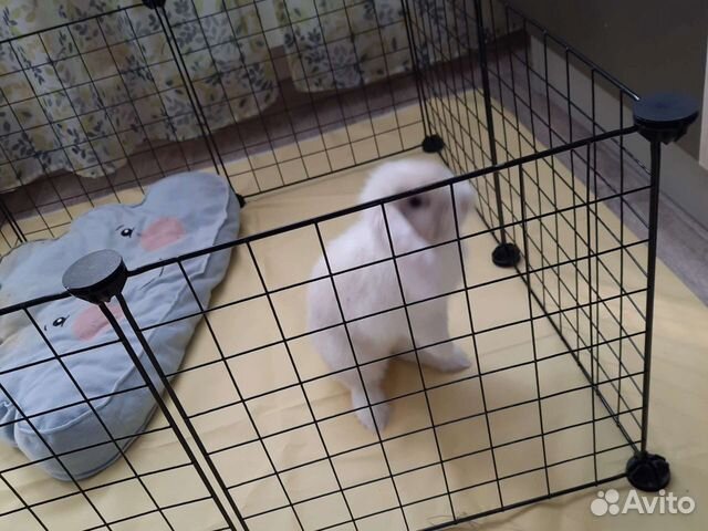 Кролик вислоухий