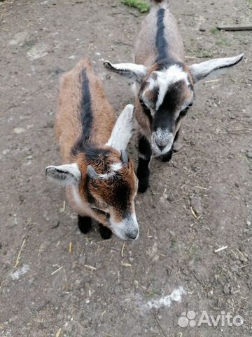 Козлята