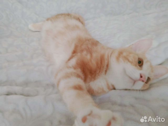 Курильский бобтейл