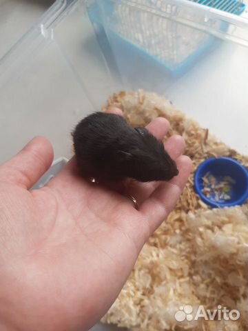 Продаются сирийские хомячки
