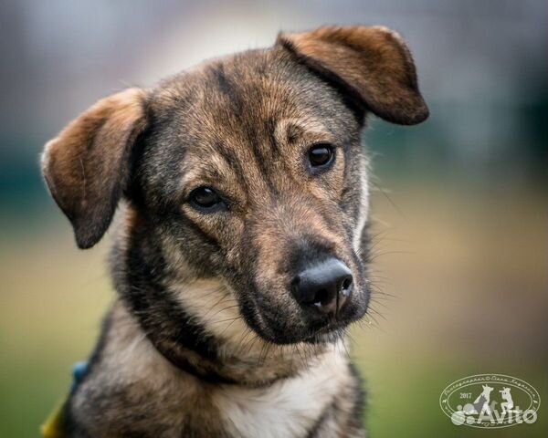 Бэтти - молодая собака, в дар