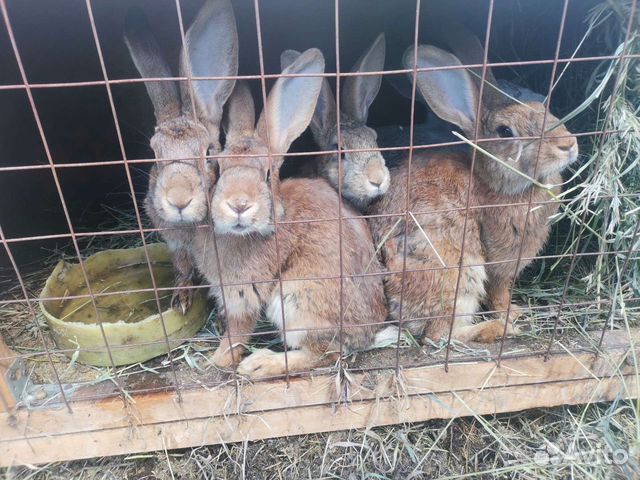 Кролики великаны