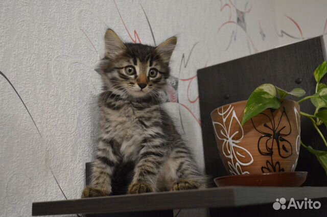 Полосатый котёнок в дар