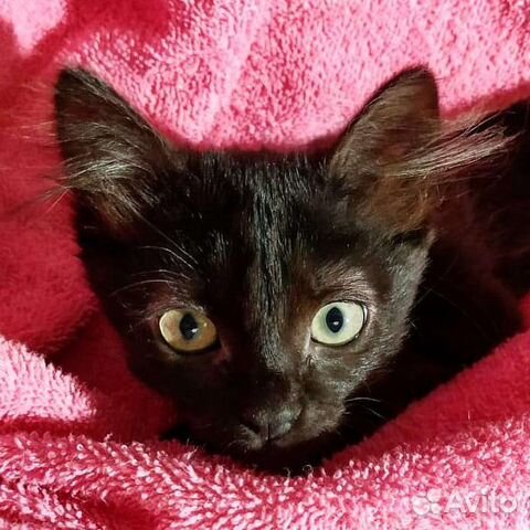 Ураганчик - котенок Сандра в добрые руки