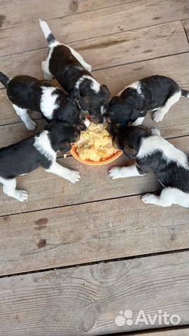 Щенки фокстерьера