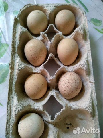 Яйца кеклика инкубационные. (Каменная куропатка)