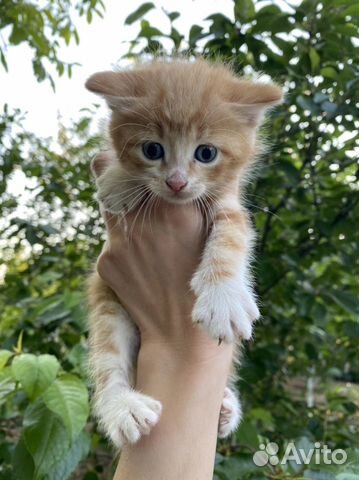 Котята - малышата