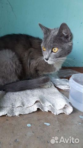 Русская голубая кошка