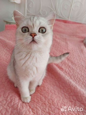 Британские котята шиншилла серебро