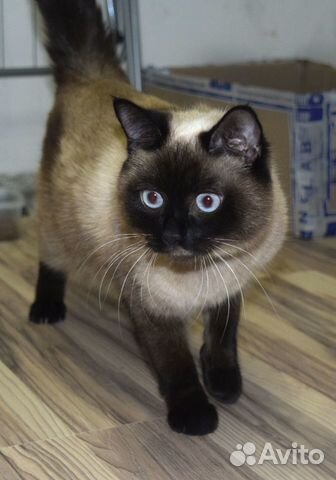 Молодая сиамская кошка в дар