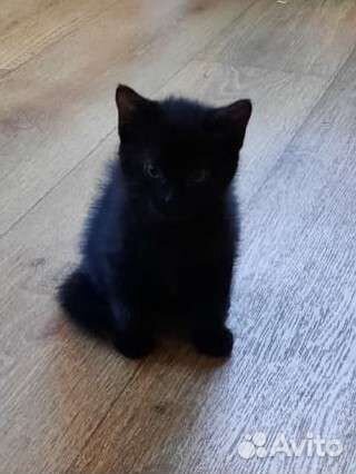 Кошка в дар