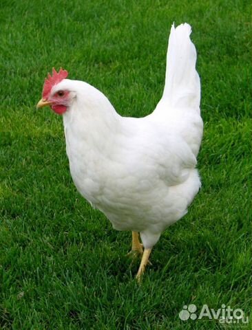 Куры несушки