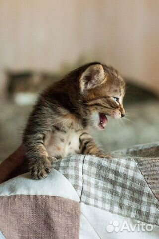 Котенок, малыш Лукас