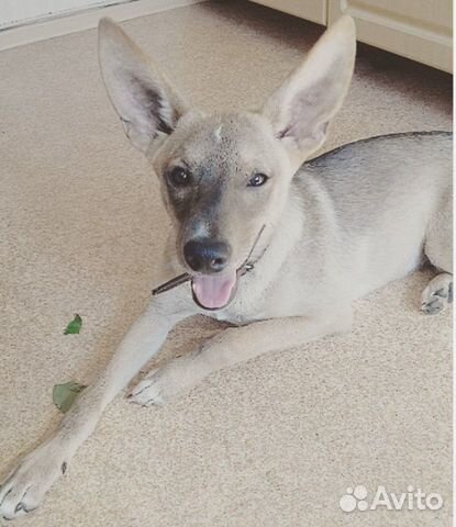 Ксолоицкуинтли