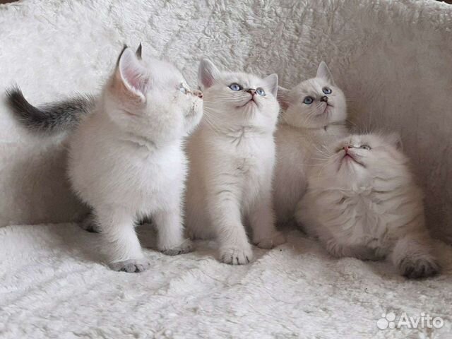 Британские котята шиншилла