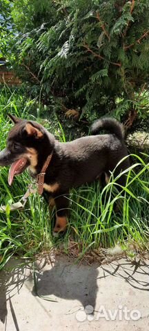 Сиба мальчик