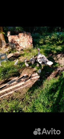 Индюшка с индюшатами