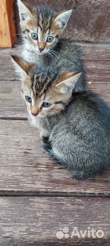 Котята, мальчишки в дар