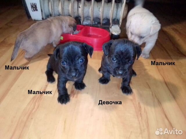 Маленькая собака