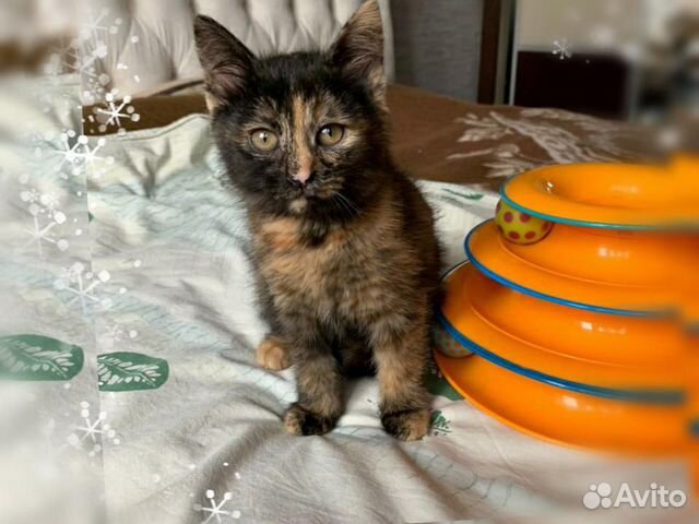 Котёнок черепахового окраса в дар