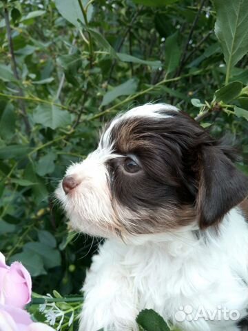 Девочки Бивер-Йорк шоколадные(Биро)