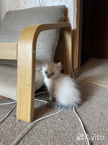 Шикарная блондинка с голубыми глазами