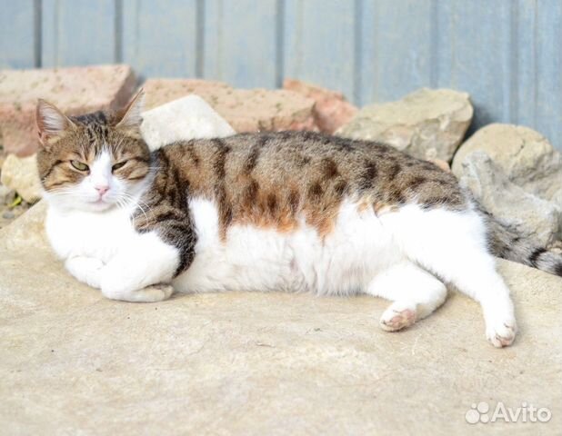 Таити, Таити, нас и здесь неплохо кормят