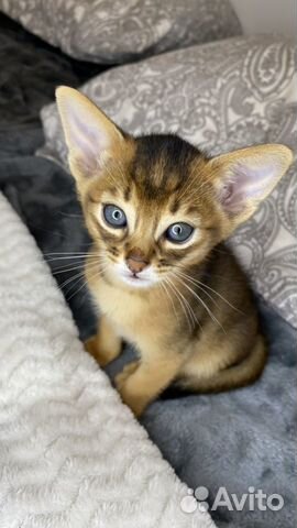 Аббисинские котята