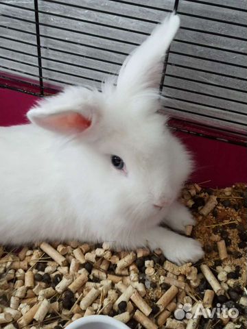 Белый кролик