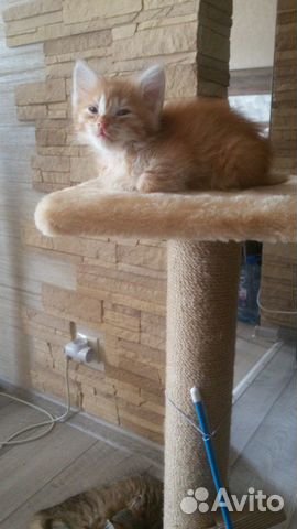 Сибирские котята в добрые руки