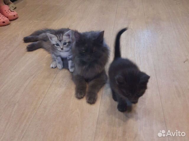 Котята помесь породы Нибелунг