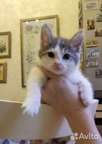 Котенок-ушастик