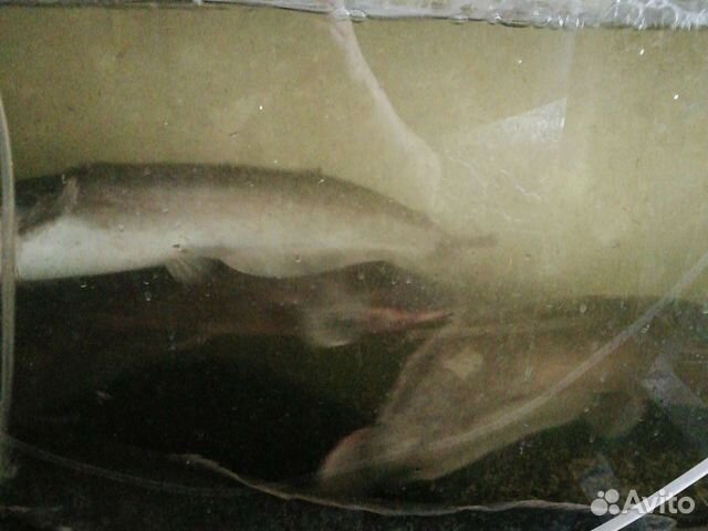 Сом клариевый, промысловый клариас, сом обыкновенн