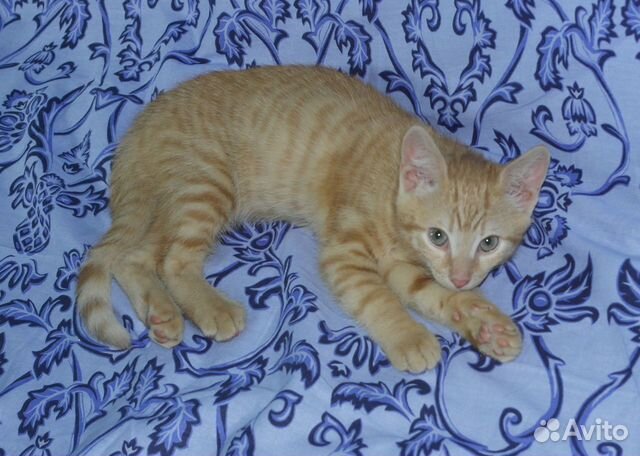 Отдадим в добрые руки рыжего котенка