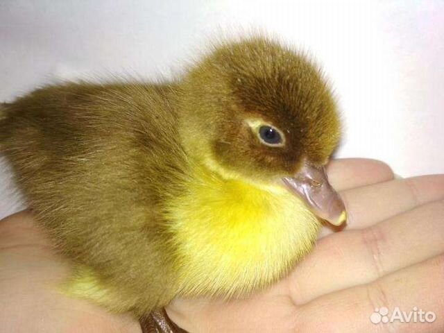 Мускусные утята индоутки