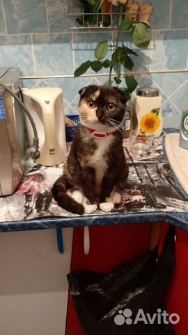 Ищем котика, для вязки