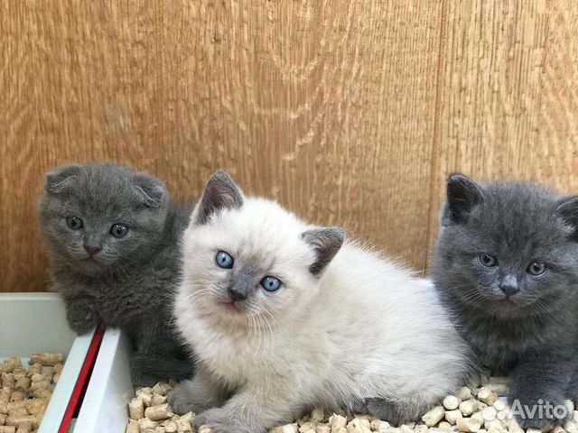 Британские котята