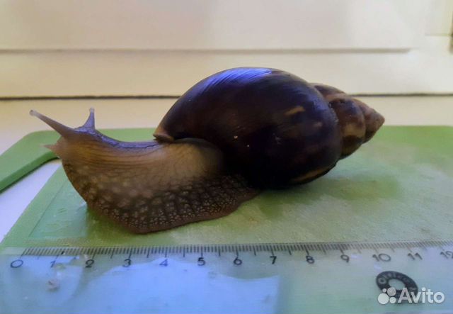 Улитка Ахатина, отдам