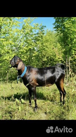 Англо нубийский козел