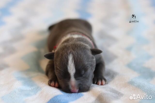 Голубой малыш