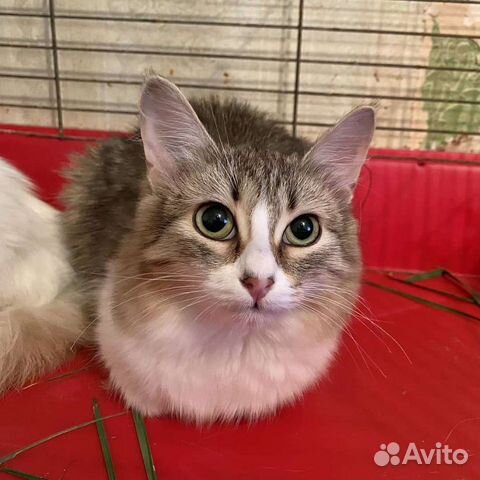 Кошка в дар